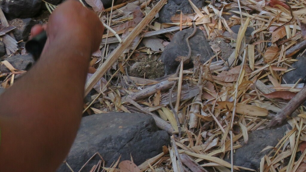 Snakes from Capayas Creek Coron, Palawan, Philippines on April 27, 2024 ...