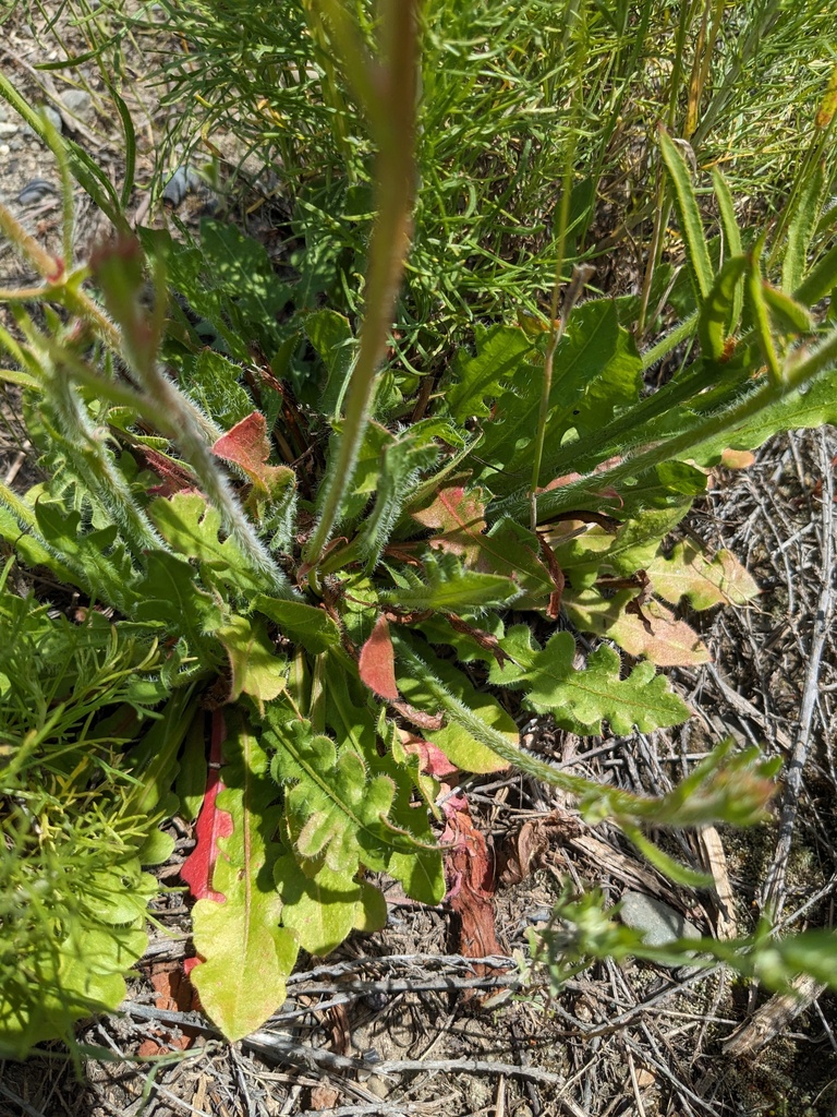 Blue statice from Orange County, CA, USA on April 7, 2024 at 12:34 PM ...