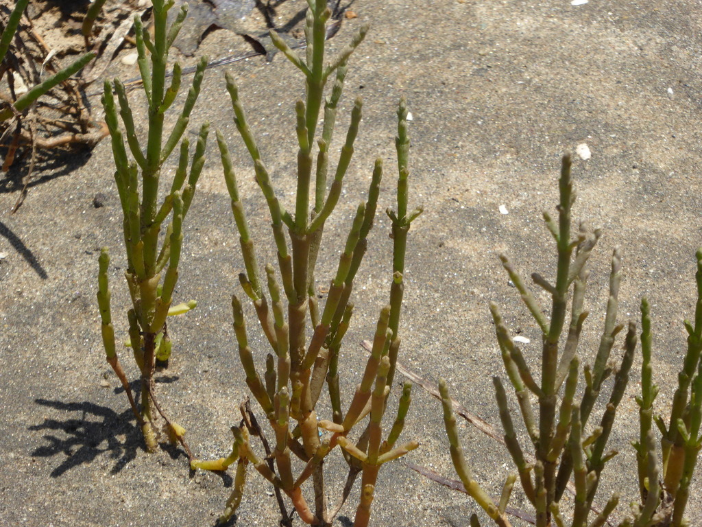 Dwarf Glasswort from Mission Bay, San Diego, CA, USA on May 31, 2024 at ...