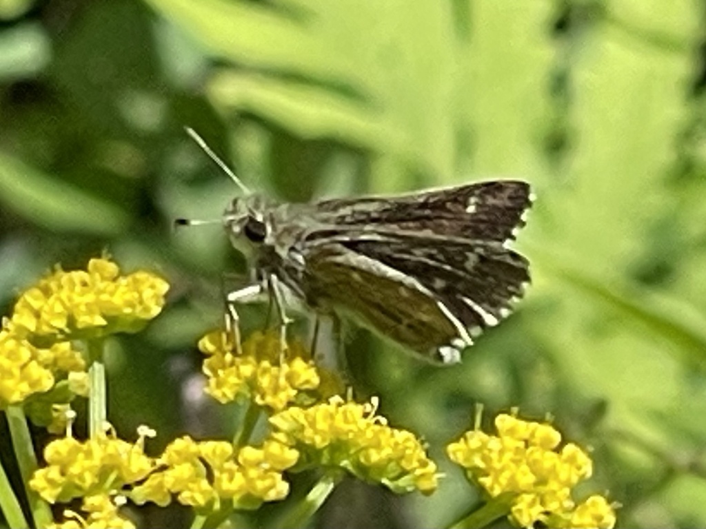 Pepper and Salt Skipper from W Branch Rd, Washington, MA, US on May 31 ...
