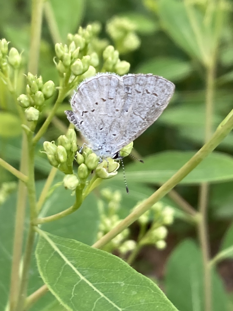 Summer Azure from American Way, Hagerstown, MD, US on May 30, 2024 at ...