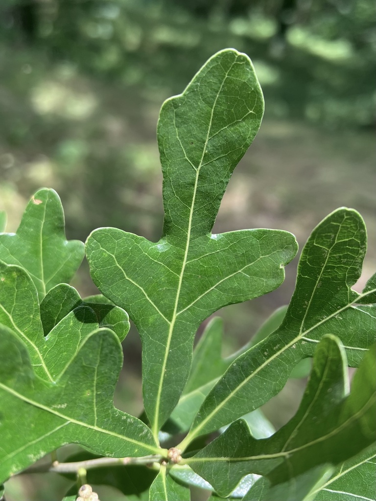 Bluff Oak from Simpson Hwy 28 W, Pinola, MS, US on May 20, 2024 at 01: ...