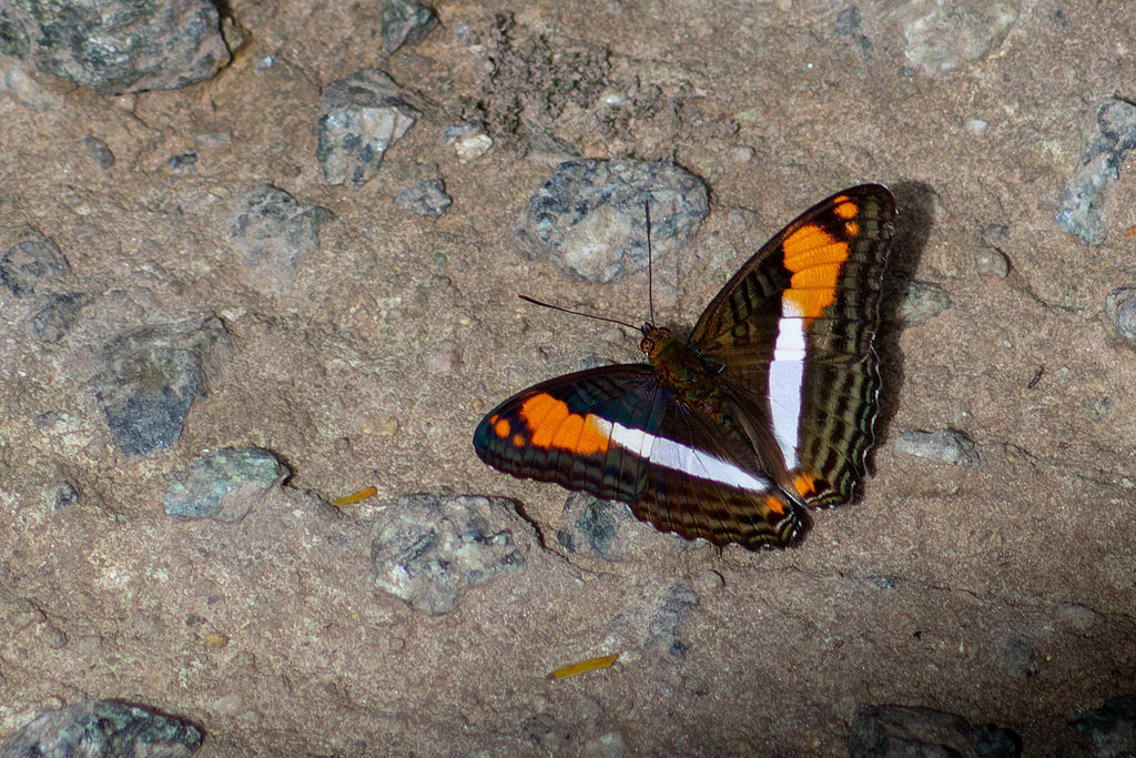 Adelpha malea from São Paulo, SP, Brasil on May 30, 2024 at 07:15 PM by ...