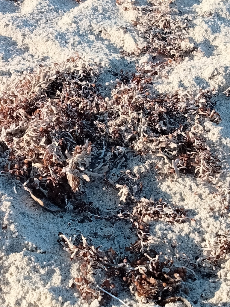 Sargassum from OCEAN BRZ PK, FL 34957, USA on May 31, 2024 at 06:36 PM ...