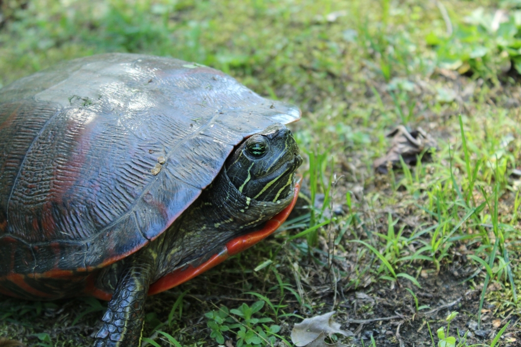 Northern Red-bellied Cooter in May 2024 by Danica · iNaturalist