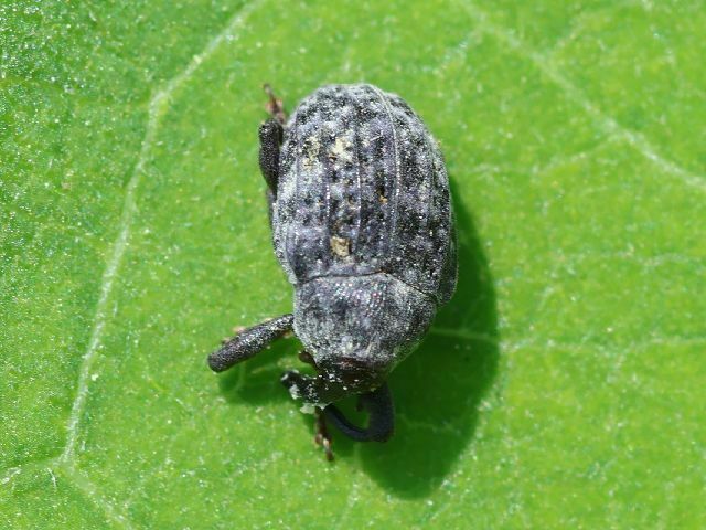 Milkweed Stem Weevil from Oakland Lake Wildflower Meadow, Bayside ...