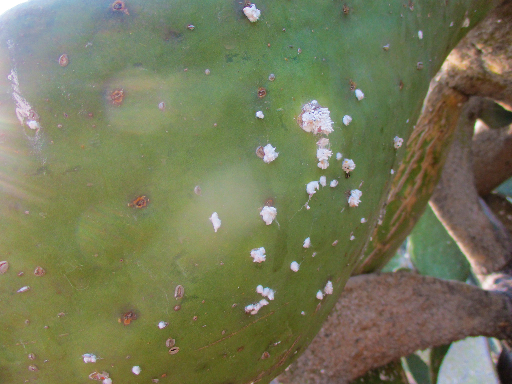 true cochineal bug from Miguel Hidalgo, 13200 Ciudad de México, CDMX ...