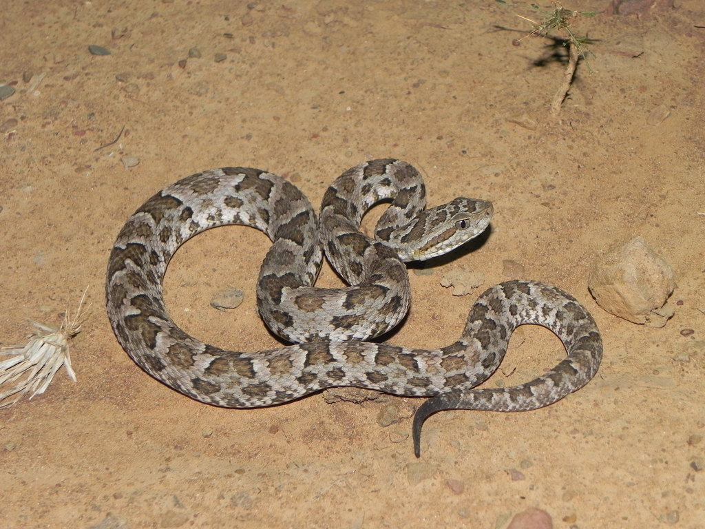 Bothrops mattogrossensis (Serpientes de Argentina) · iNaturalist