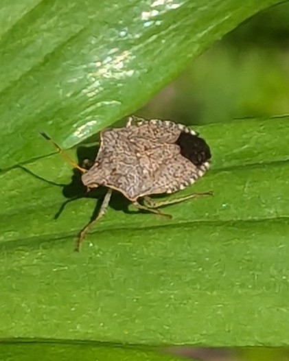 Brown Marmorated Stink Bug from Duvall, WA 98019, USA on May 31, 2024 ...