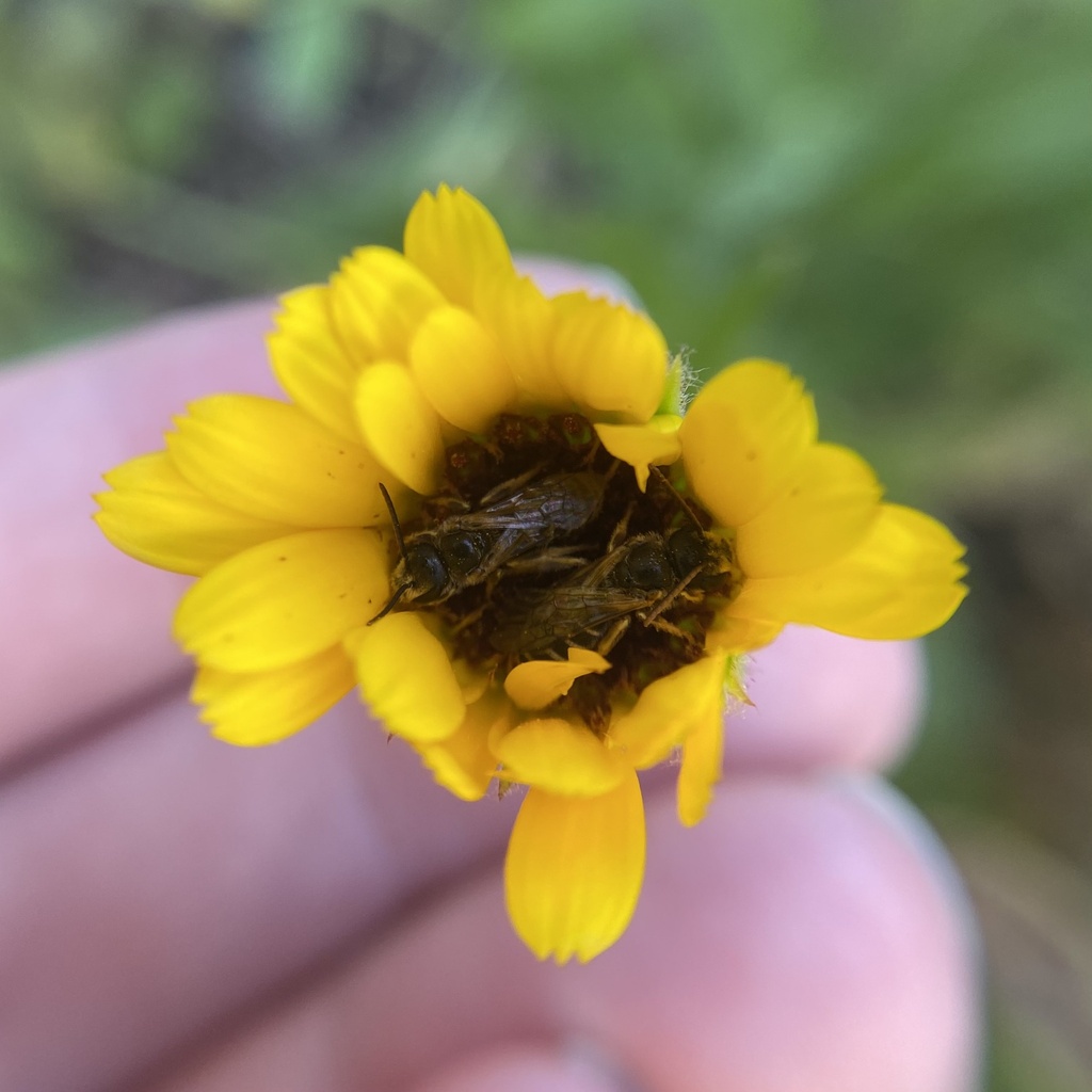Furrow Bees in May 2024 by Zairah Quevedo. Are these both male bees ...