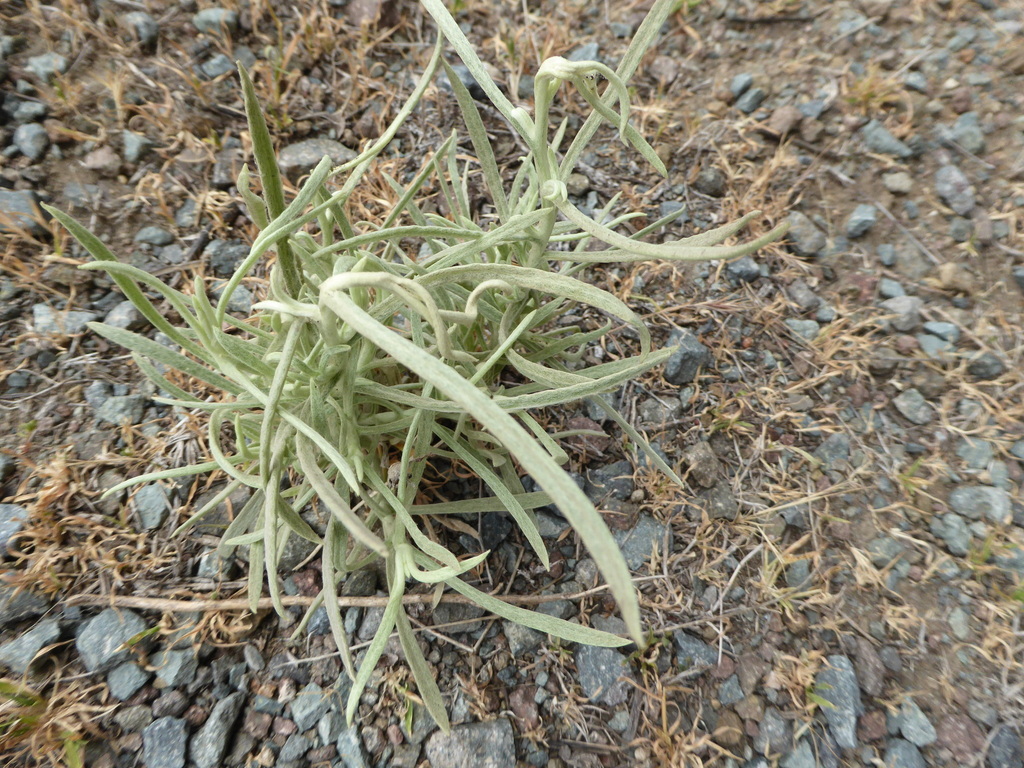 Fragrant Everlasting from Chula Vista, CA, USA on May 31, 2024 at 03:25 ...
