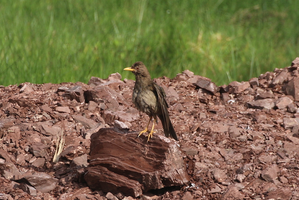 Chiguanco Thrush from Huacarpay, 08207, Peru on March 20, 2024 at 09:18 ...