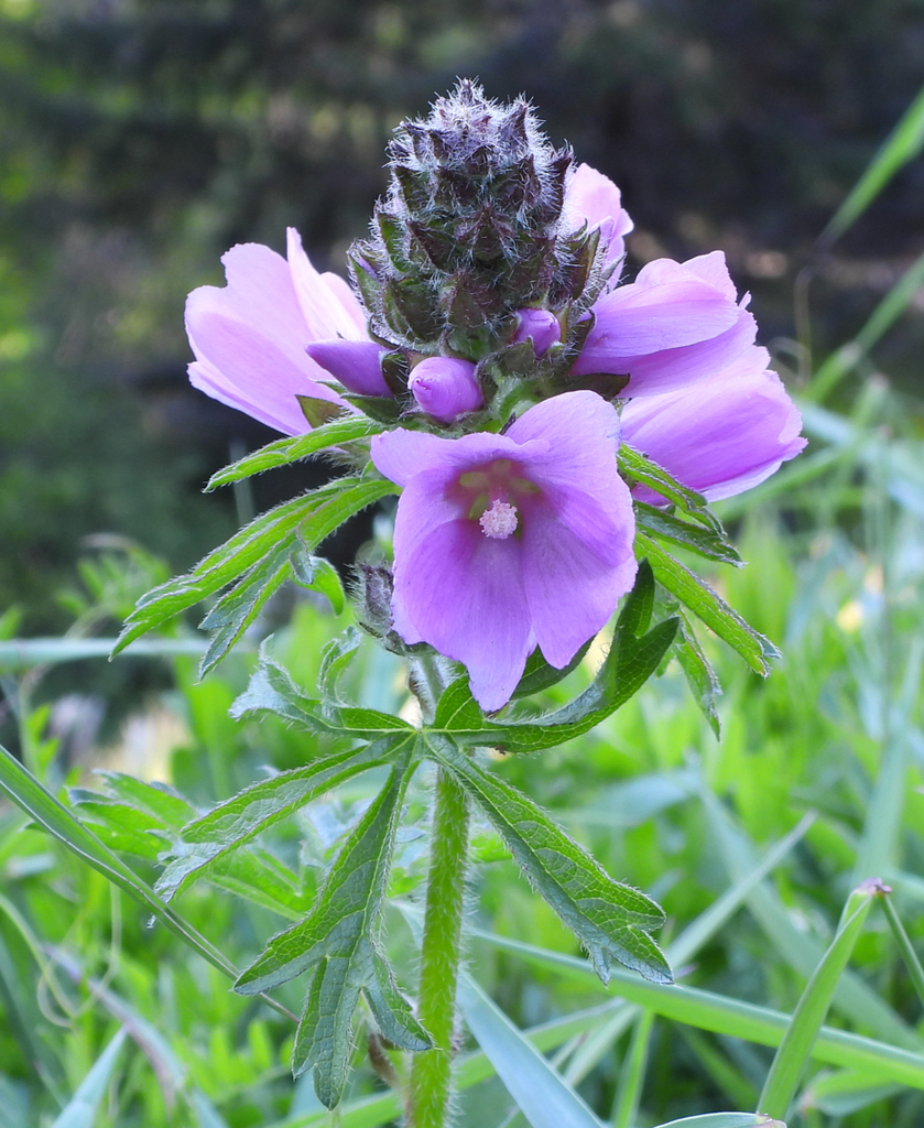 Hairy-stemmed Checker-mallow from Saddle Mountain State Natural Area on ...