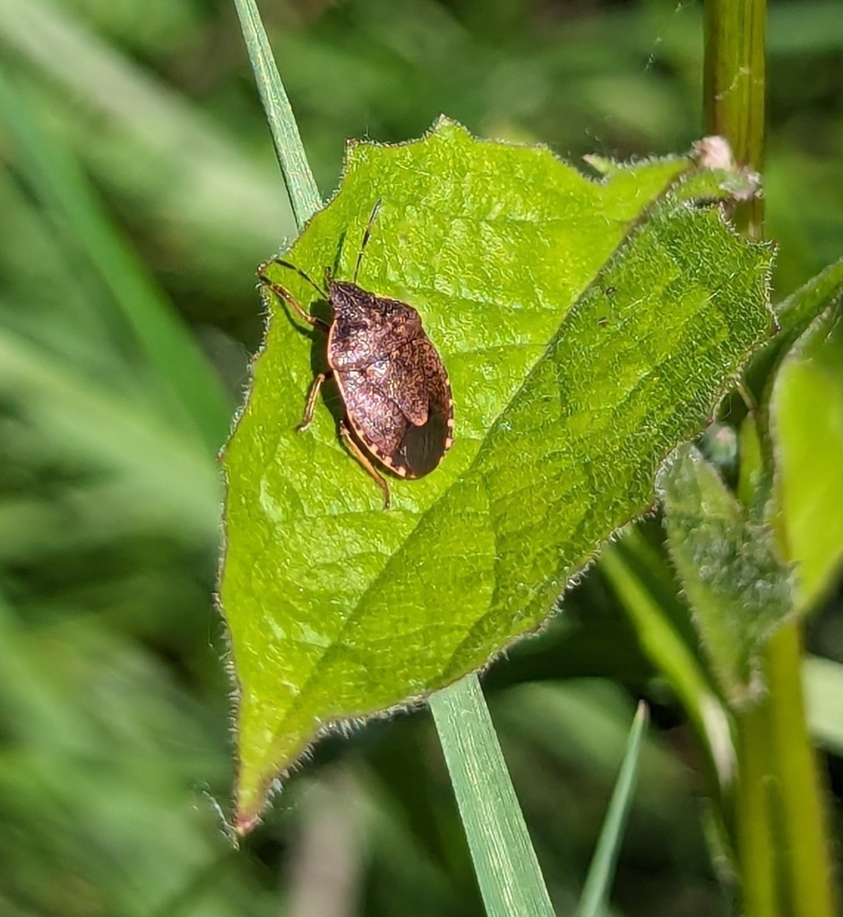 Brown Marmorated Stink Bug from Duvall, WA 98019, USA on May 31, 2024 ...