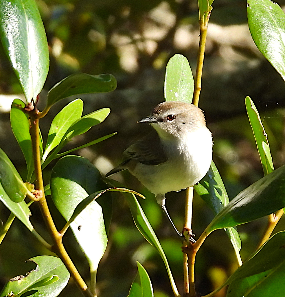 Eastern Mangrove Gerygone from Tinchi Tamba Wetlands Reserve, Wyampa ...