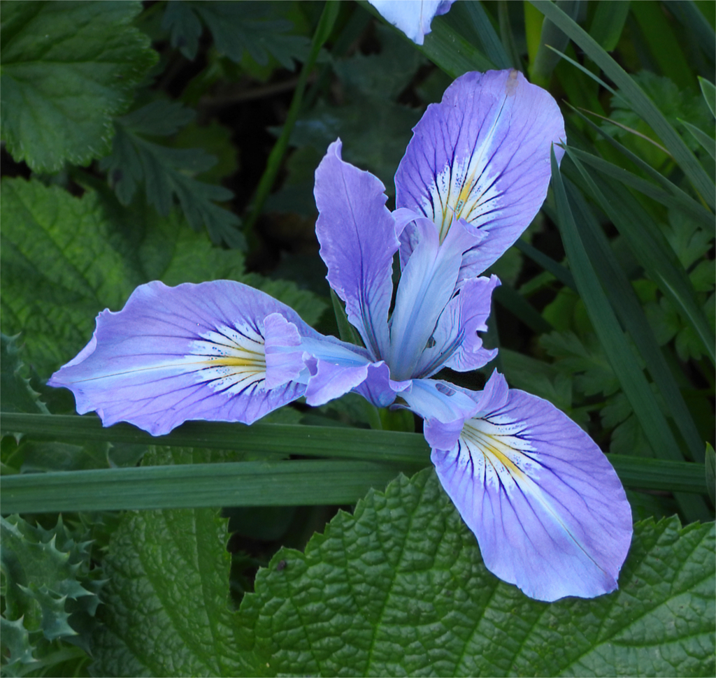 Oregon iris from Saddle Mountain State Natural Area on May 31, 2024 at ...