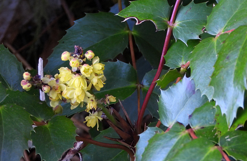Cascade Oregon-grape from Saddle Mountain State Natural Area on May 31 ...