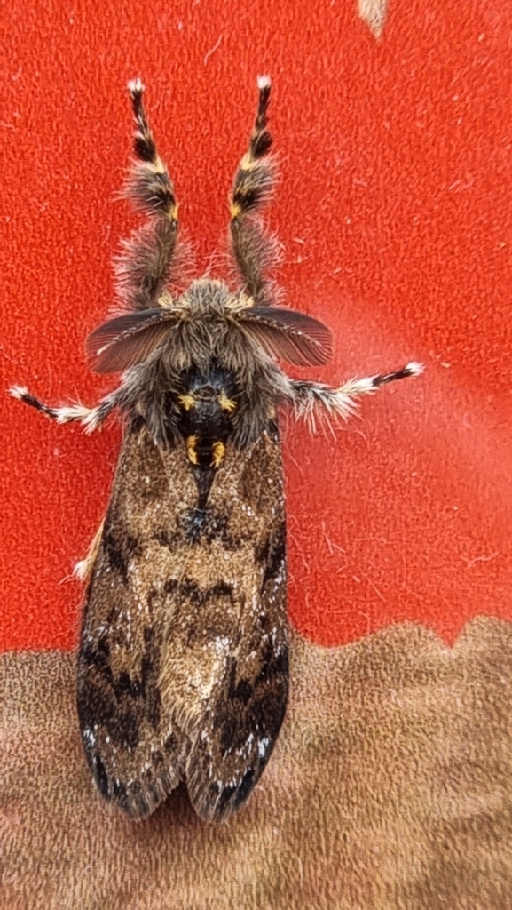 Painted apple moth from Mordialloc VIC 3195, Australia on May 31, 2024 ...