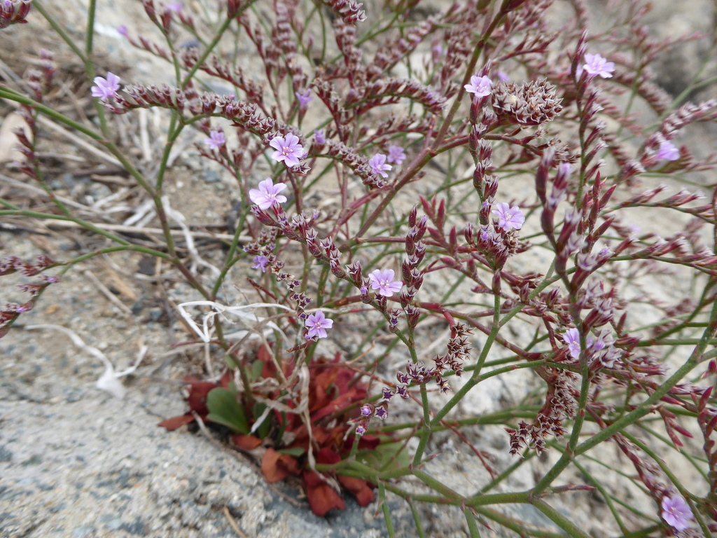 European sea lavender from Chula Vista, CA, USA on May 31, 2024 at 03: ...