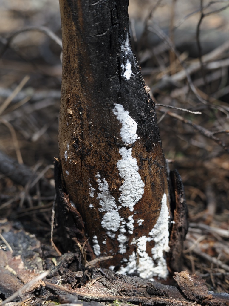 Trichoderma from Shasta-Trinity National Forest, Macdoel, CA, US on May ...