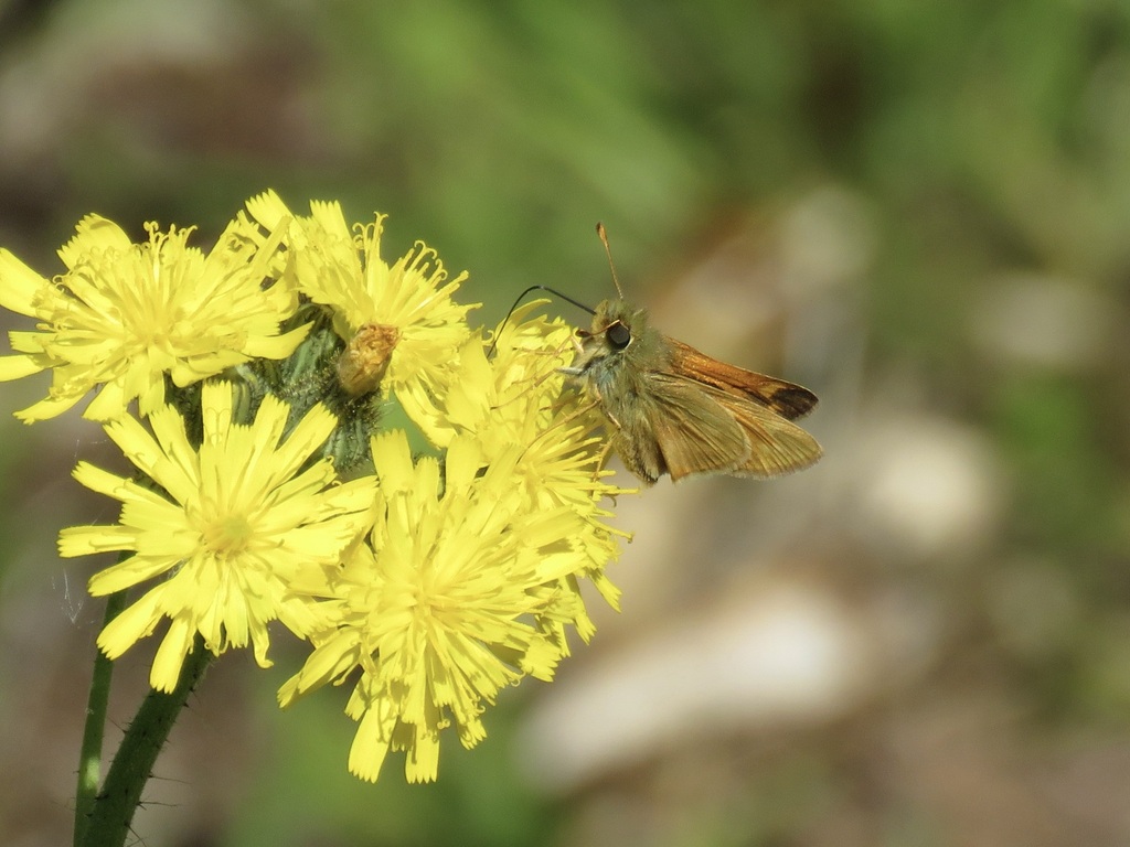 Indian Skipper from Concord, NH, USA on May 31, 2024 at 08:42 AM by ...