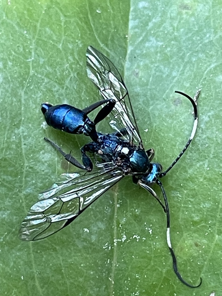 Platylabus desde Evansburg State Park, Collegeville, PA, US el 31 de ...