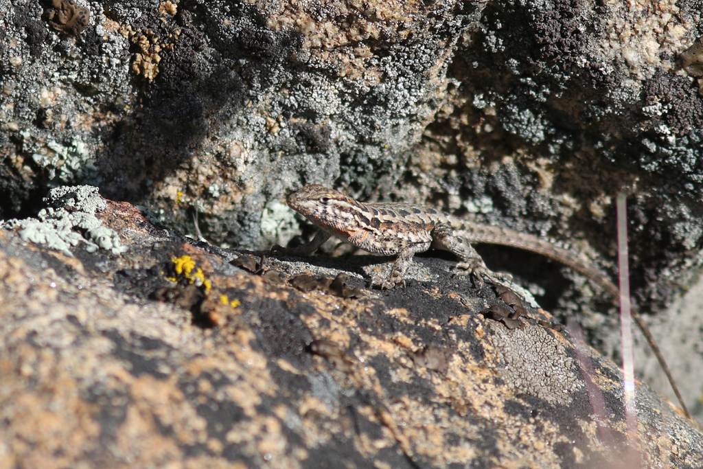 Common Side-blotched Lizard from San Diego County, CA, USA on May 11 ...
