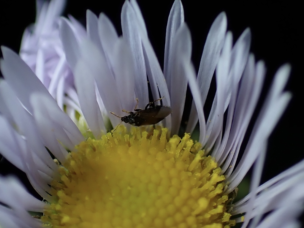 Minute pirate bugs in May 2024 by saku_ · iNaturalist