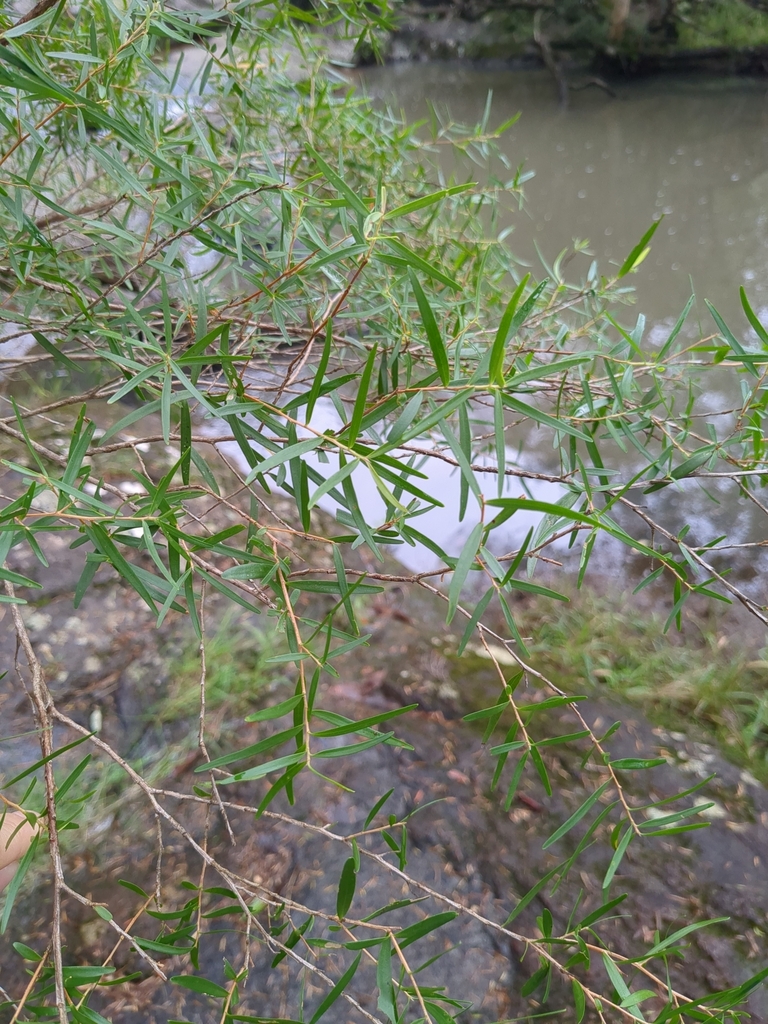 Lemon Scented Tea Tree from Ninderry QLD 4561, Australia on June 1 ...