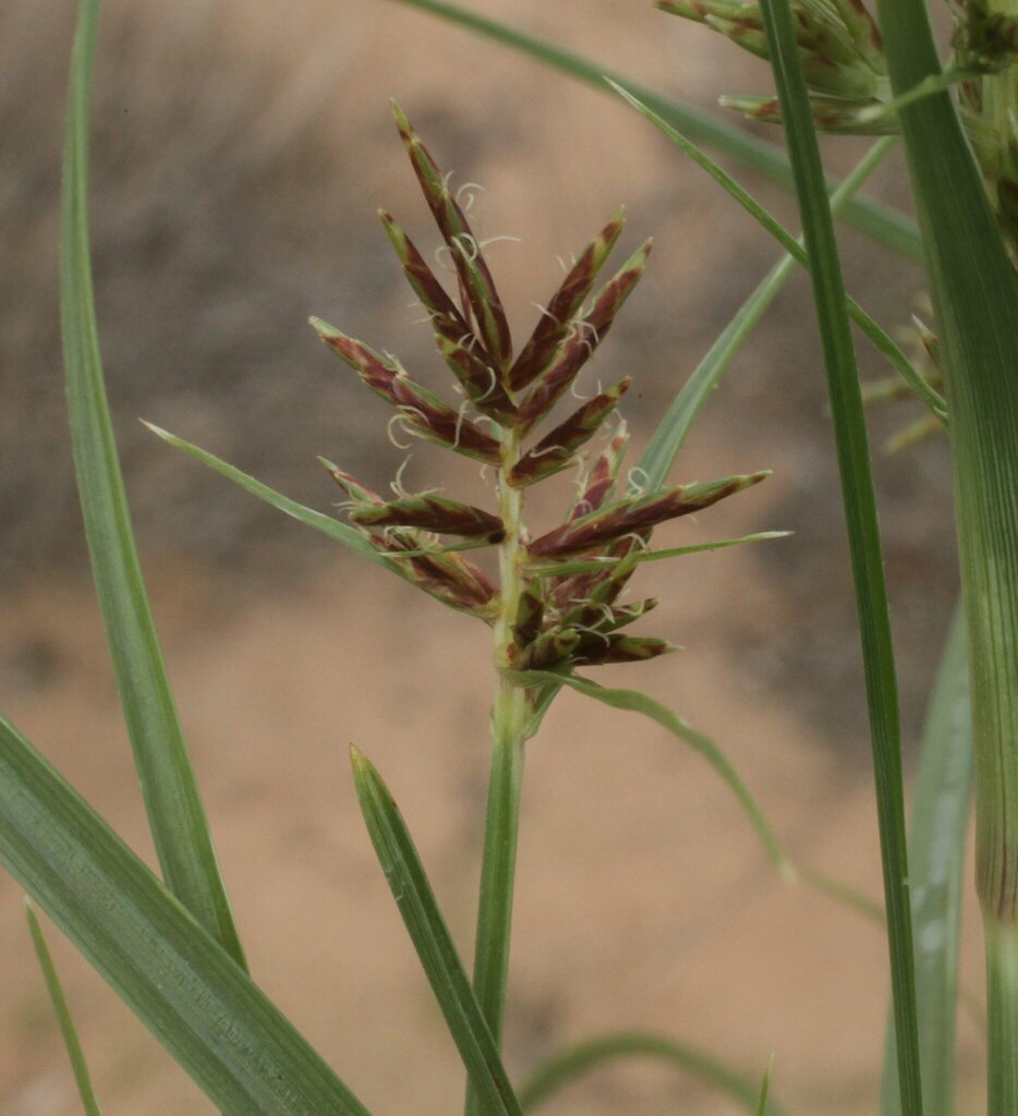 Cyperus bulbosus from City of Karratha, WA, Australia on June 16, 2010 ...