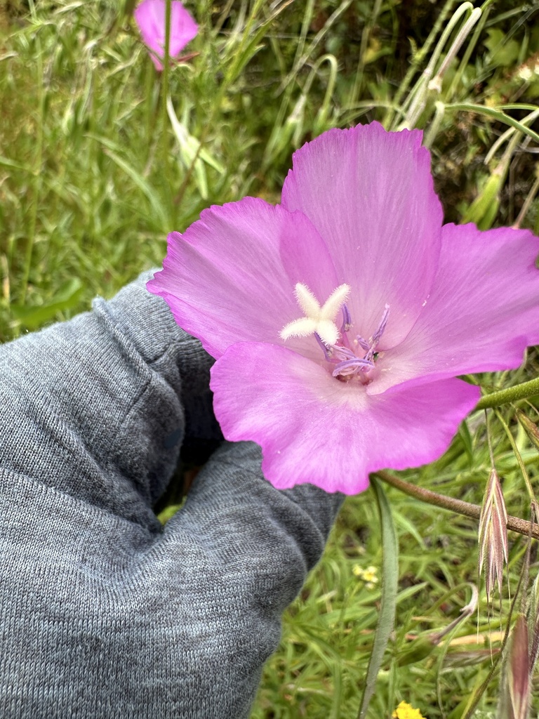 Lewis' Clarkia in May 2024 by Leah Gardner · iNaturalist