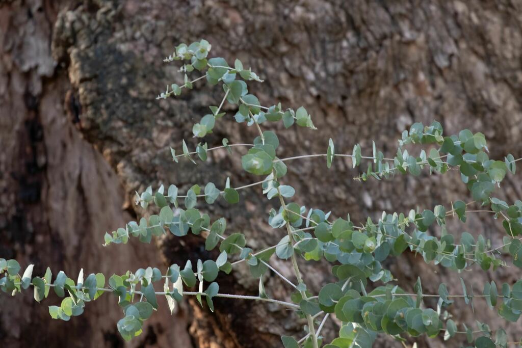 Long-leaved Box from Wangaratta South VIC 3678, Australia on May 29 ...