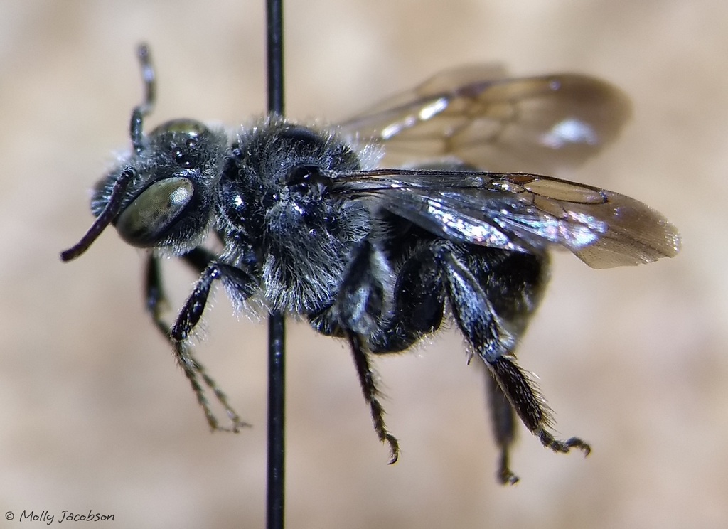 Macropis Cuckoo Bee in June 2023 by Molly Jacobson. Collected via pan ...