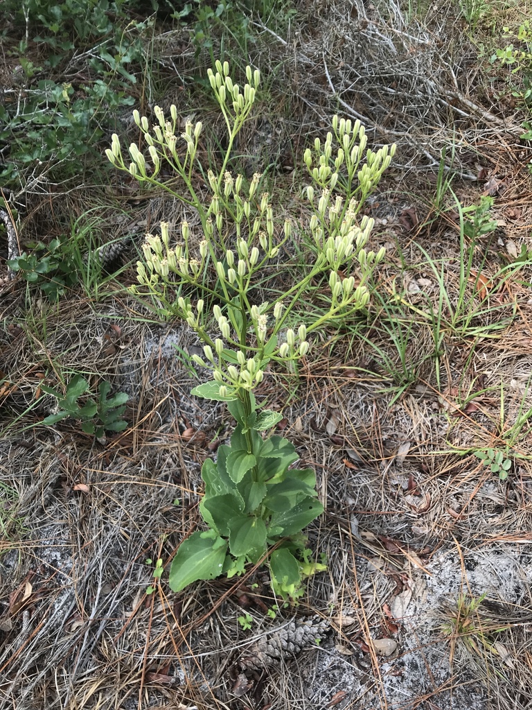 Florida Indian Plantain from 34771, Saint Cloud, FL, US on May 14, 2019 ...