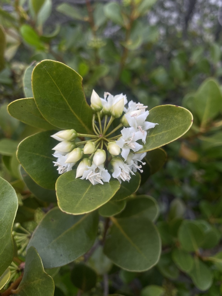 river mangrove from Bicentennial Bikeway, Milton, QLD, AU on June 1 ...