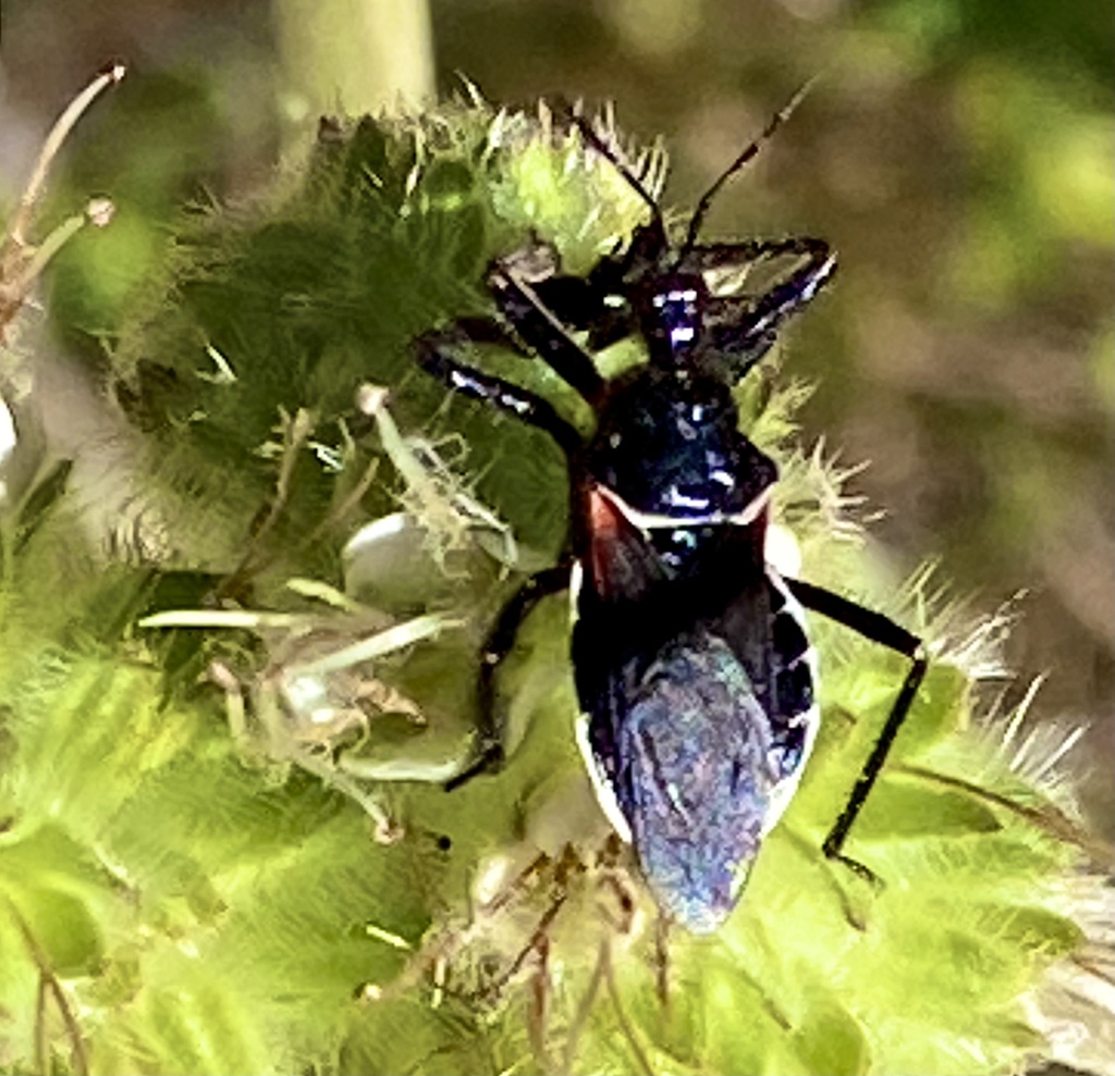 California Bee Assassin from Los Padres National Forest, Big Sur, CA ...