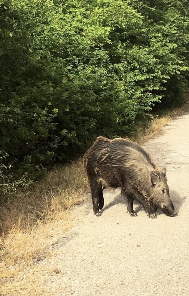 Wild Boar from Golestan National Park, Khorasan Ostan-e, IR on July 4 ...