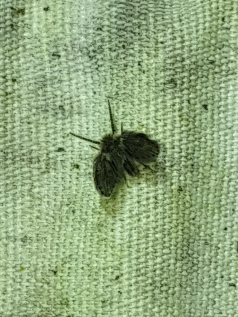 Moth Flies from Brooktondale, NY 14817, USA on May 31, 2024 at 10:31 PM ...