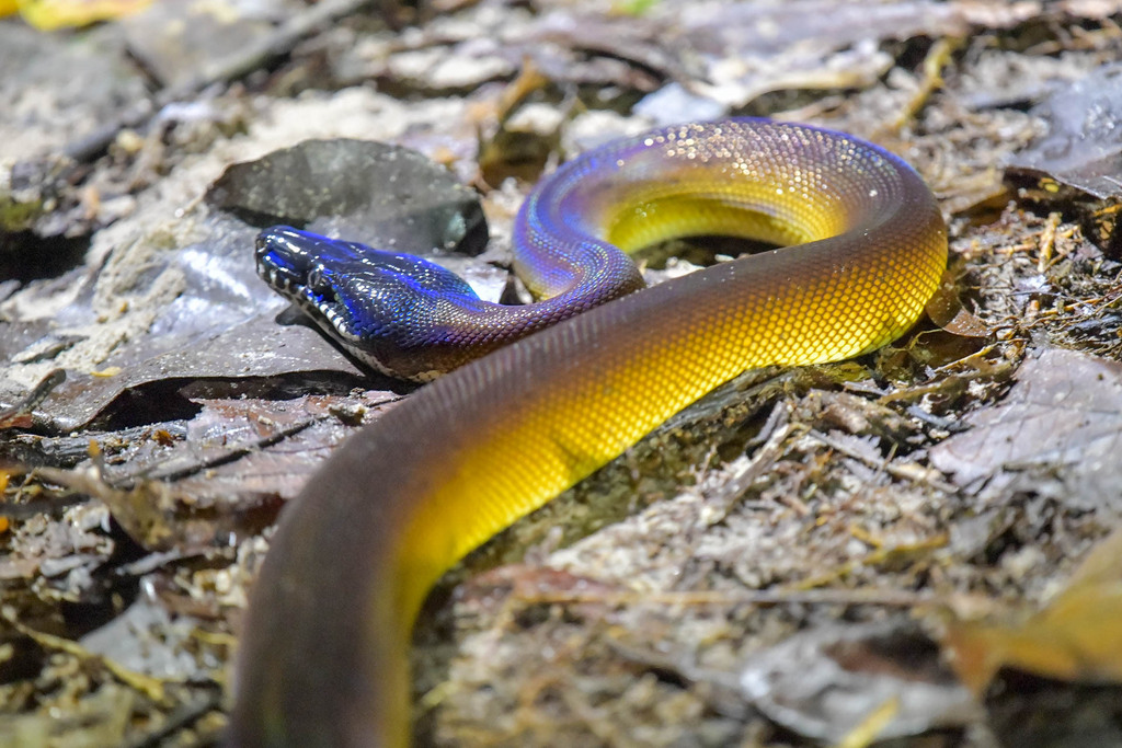 Northern White-lipped Python from Sorong Regency, West Papua, Indonesia ...