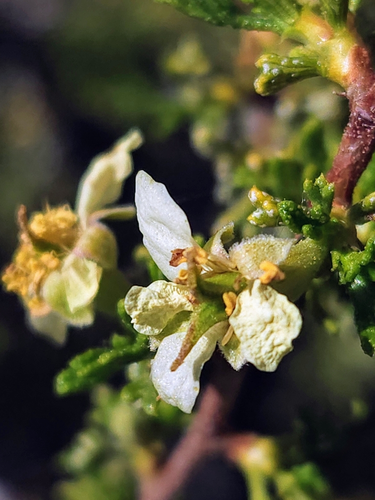 desert bitterbrush from Frazier Park, CA 93225, USA on May 31, 2024 at ...