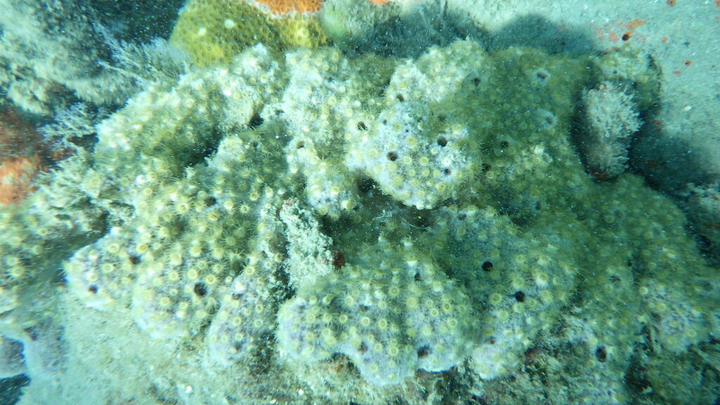 Sponge Zoanthid from Riviera Beach, FL, USA on May 26, 2024 at 11:04 AM ...
