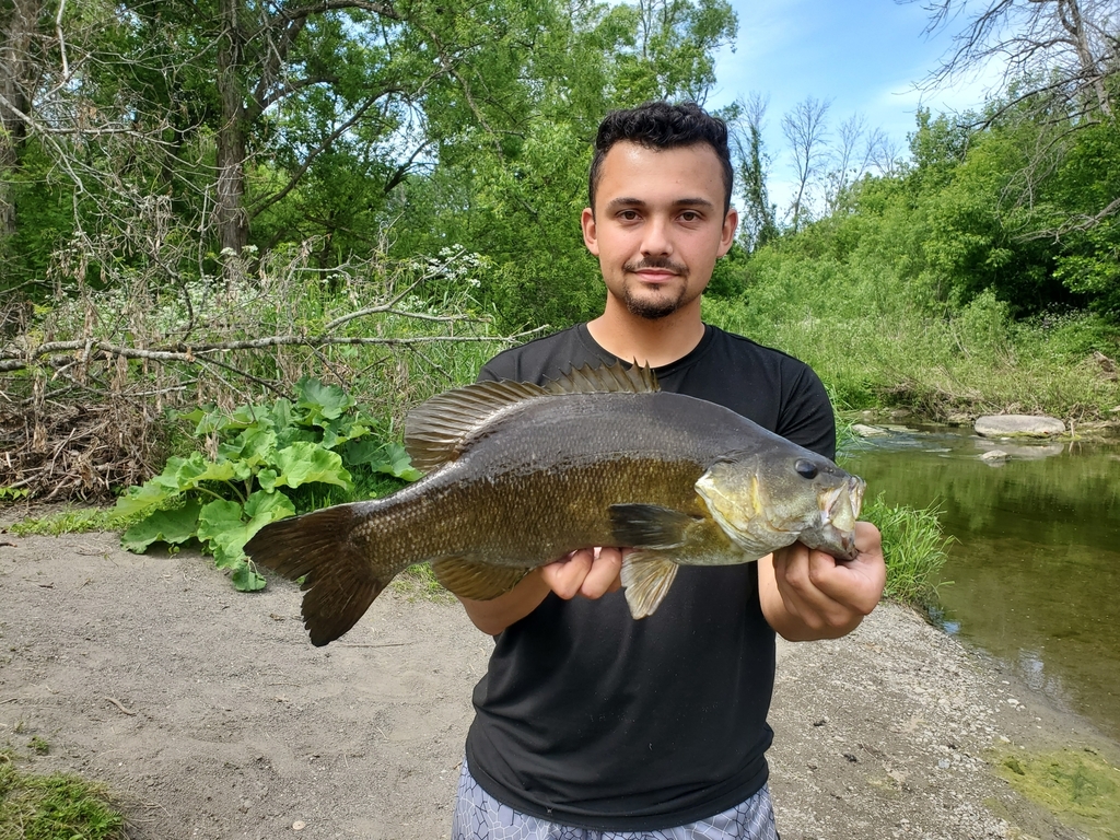 Smallmouth Bass from La Prairie, QC, Canada on May 31, 2024 at 11:23 AM ...