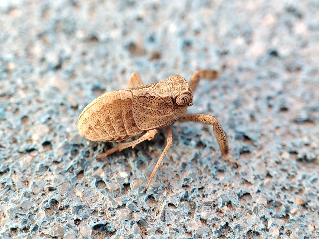 Piglet Bugs from Beijing, Beijing, CN on May 31, 2024 at 06:23 PM by ...