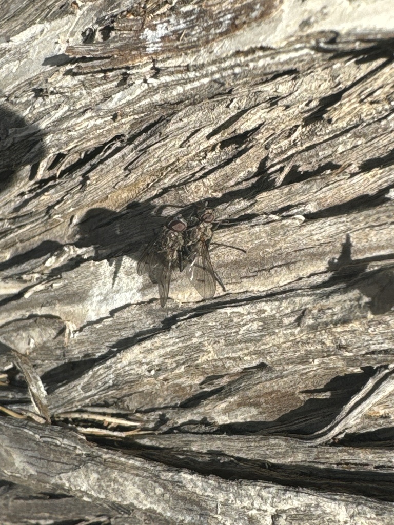 Helina from Kathleen St, Morwell, VIC, AU on June 1, 2024 at 01:16 PM ...