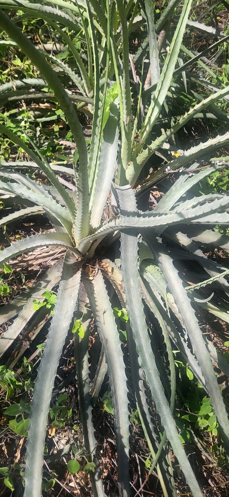 Guapilla from Coxcatlán Municipality, Puebla, Puebla, Mexico on October ...