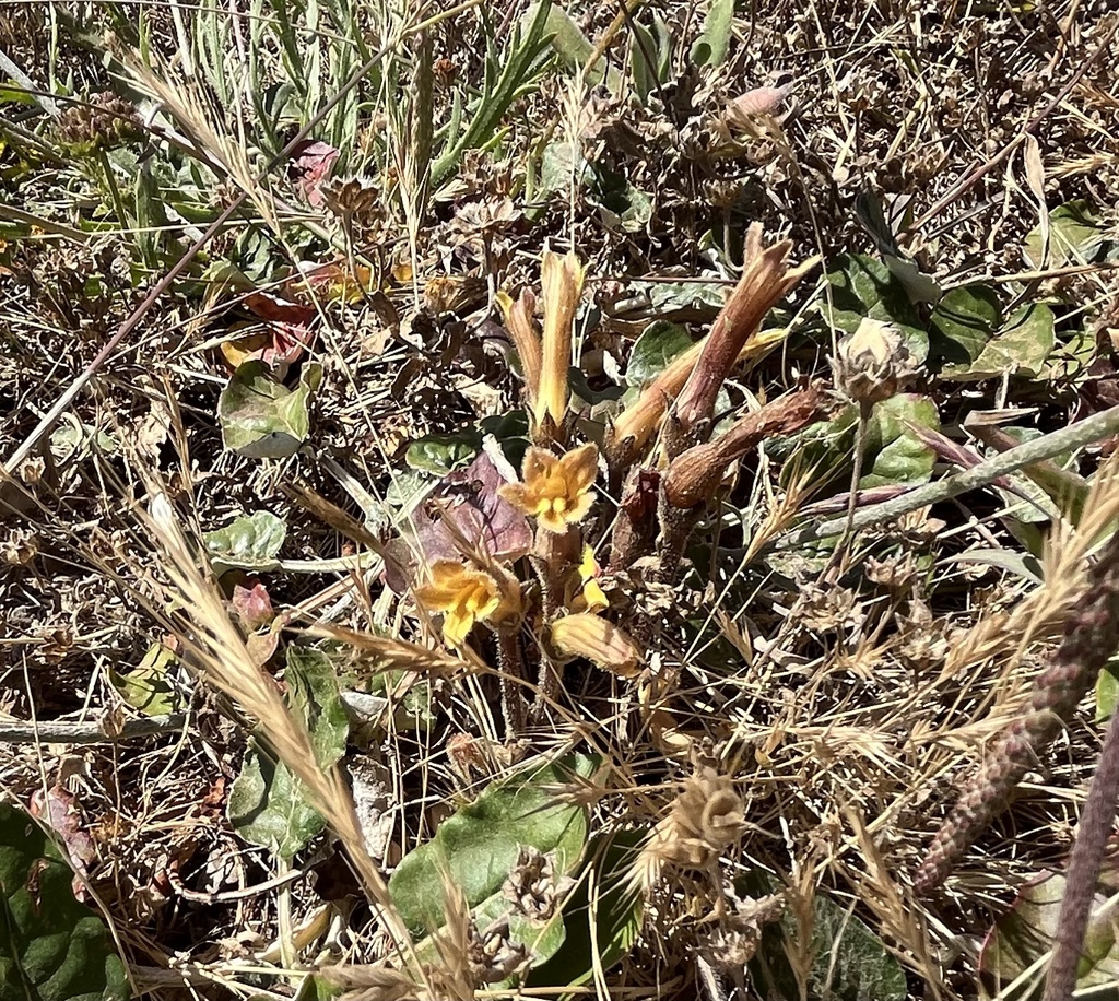 yellow clustered broomrape from Golden Gate National Recreation Area ...