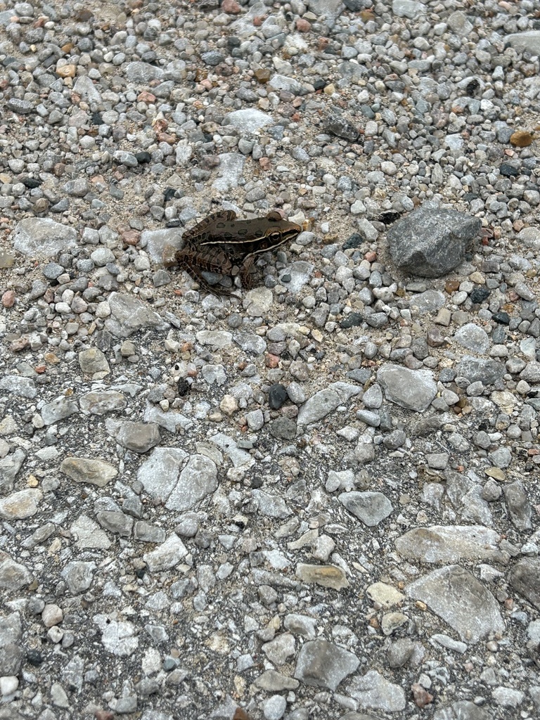 Southern Leopard Frog from SH-7, Tishomingo, OK, US on May 31, 2024 at ...