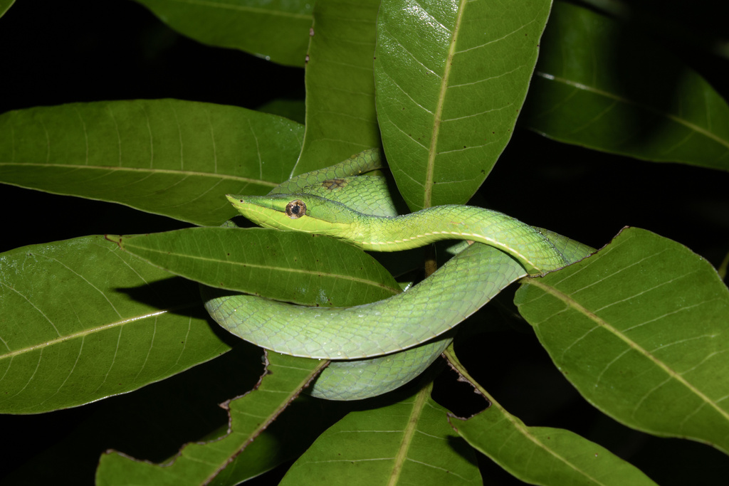 Green Vine Snake from Iranduba, AM, BR on October 15, 2022 at 09:38 PM ...
