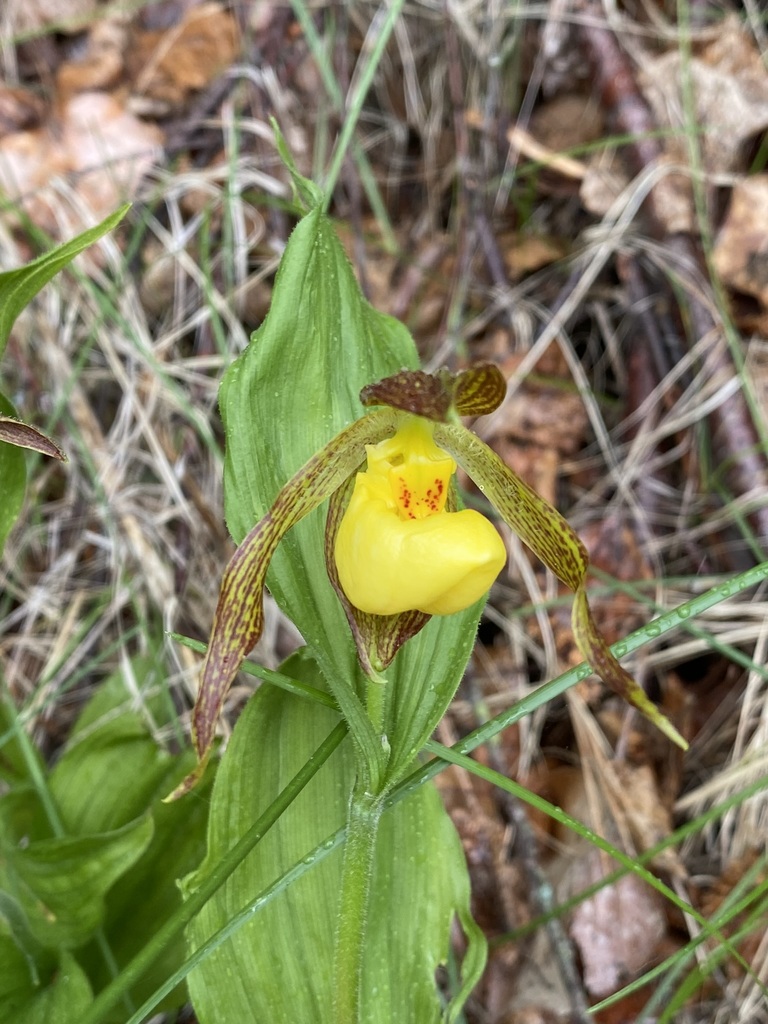 yellow lady's slipper from Okanagan-Similkameen, BC, Canada on May 21, 2024 at 09:46 AM by Sean ...