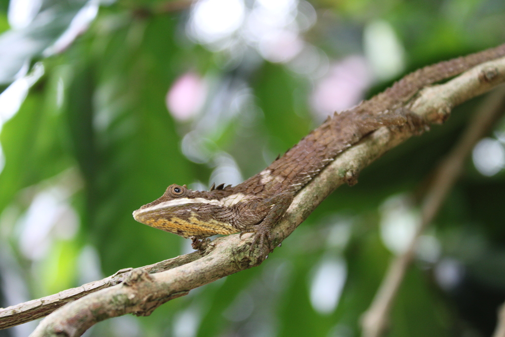 Pygmy Lizard in April 2024 by Goshitha Supesha Gunarathne. male ...